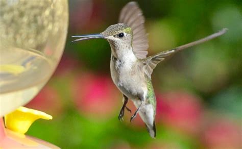 How Long Do Hummingbirds Live In The Wild 10 Interesting Facts