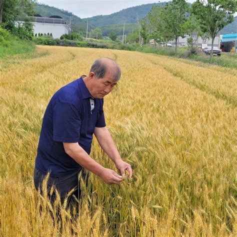 전남도 6월 친환경 농산물 유기농 밀 선정