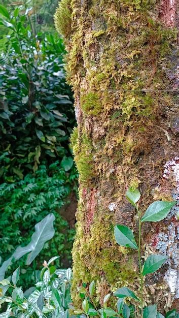 Premium Photo Beautiful Moss Texture At The Tree Forest