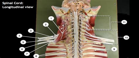 Chapter Spinal Cord Diagram Quizlet