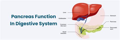 Human Pancreas Function