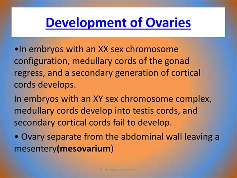 Reproductive System Embryologypptx