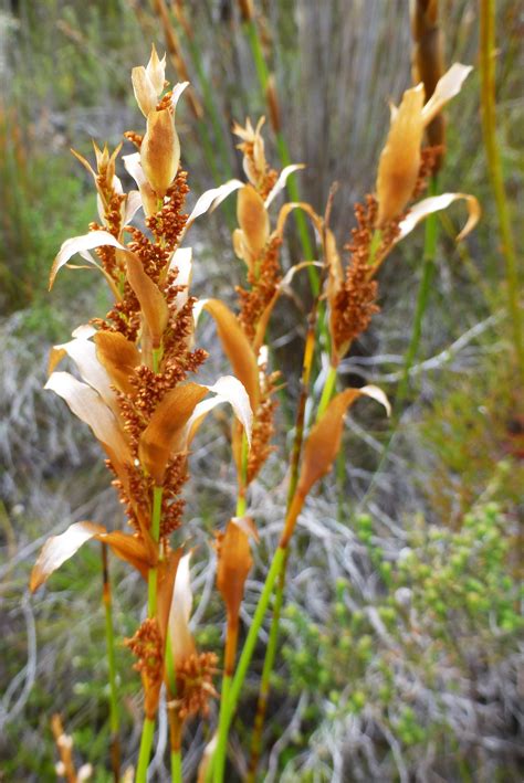 Restionaceae Restios
