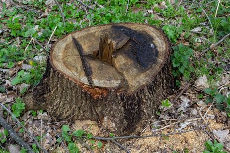 A Tree Stump In A Spring Forest Ecological Problems Associated With