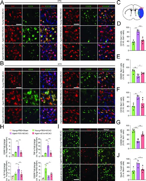 Ipsc Sevs Promoted Microglia Polarization From M1 To M2 And Decreased Download Scientific
