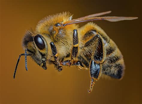 Insects That Look Like Bees Bee Mimics And Their Characteristics