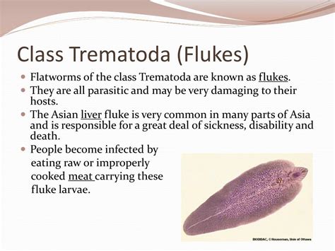 Ppt Introduction To Phylum Platyhelminthes Powerpoint Presentation