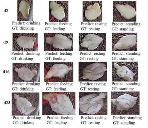 Tracking Broiler Chickens At Different Ages With Deep Learning Precision Poultry Farming