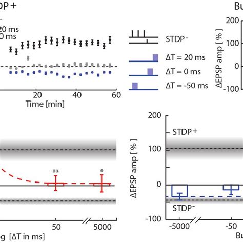 Network Timing Dependent Modulation Of Spike Timing Dependent