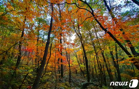 쌍계루·우화정 연못 위 빨간가을…단풍에 물들다 Zum 허브