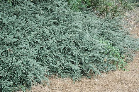 Gray Leaf Cotoneaster Cotoneaster Glaucophyllus In Dallas Texas Tx At Waltons Garden Center
