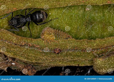 Green Treehopper Nymph Stock Image Image Of Insect 238164069