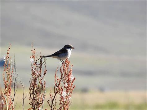 ბაღის ფრინველთა საათი Sabuko