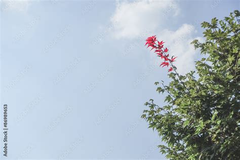 Fotografia Do Stock 빨간 단풍이 인상적인 초가을 이미지 Adobe Stock