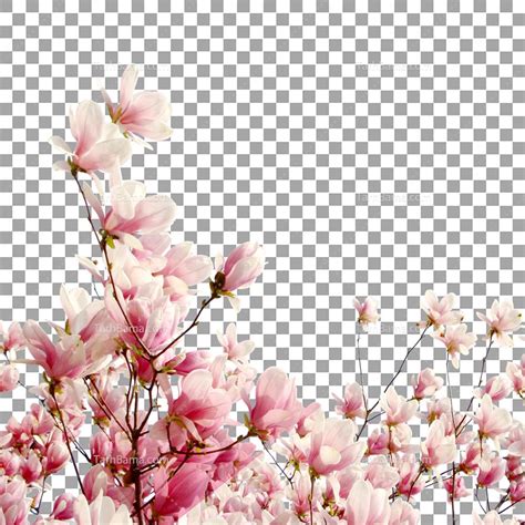 عکس شکوفه درخت