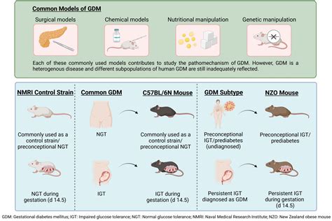 mouse model with diabetes at christy calvin blog