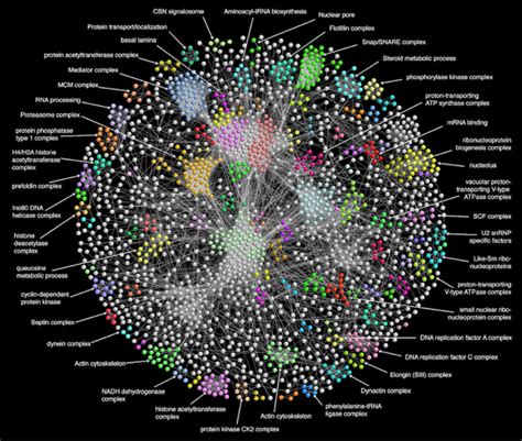 Elucidation Of The Protein Interactome Of Drosophila Melanogaster