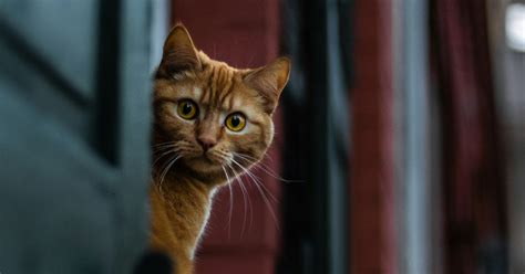 Amazon Sqs Fair Queues A New Approach To Multi Tenant Resiliency Infoq