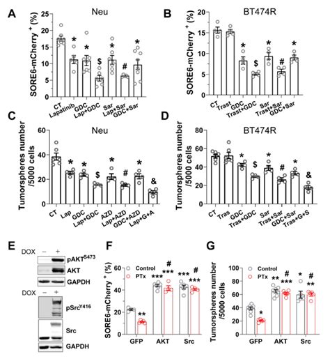 Gi O Gpcrs Signal Through The Pi3k Akt And Src Pathways To Maintain Csc Download Scientific