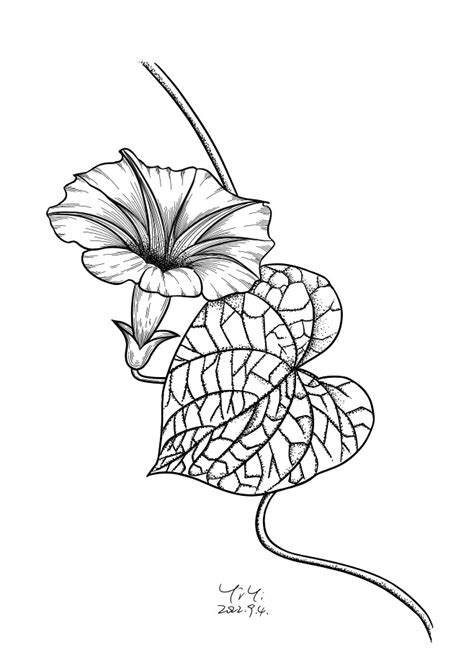 控笔训练 75 100。牵牛花 工具：procreate 笔刷：工作室画笔 素材来自 小红书 Procreate 黑白线描 手绘插画 黑白装饰画 写生 花瓣网