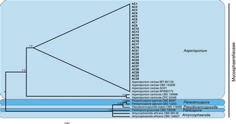 phylogenetic tree based on the bayesian inference of sequences from the