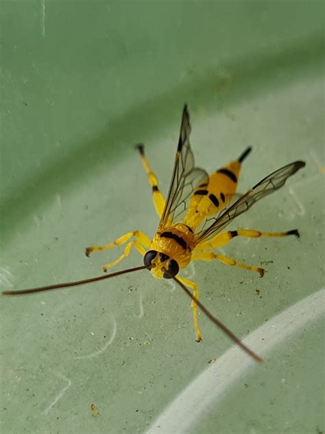 Xanthopimpla Summervillei From South West Rocks Nsw 2431 Australia On April 15 2022 At 02 23