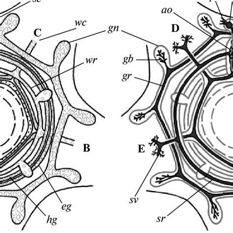 Pdf The Morphology Of The Axial Complex And Associated Structures In