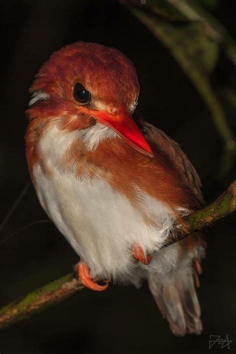 Pin by Николай Александрович on ПТИЦЫ. | Animals, Bird