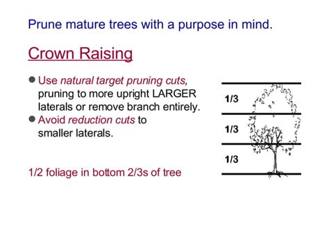 8a Pruning Mature Shade Trees Ppt