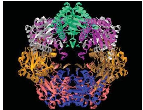3d Structure Of Clpp From Bacillus Subtilis 3d Structure Of