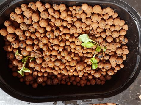 First Timer Hydroponics Dwc System 9 Steps With Pictures Instructables