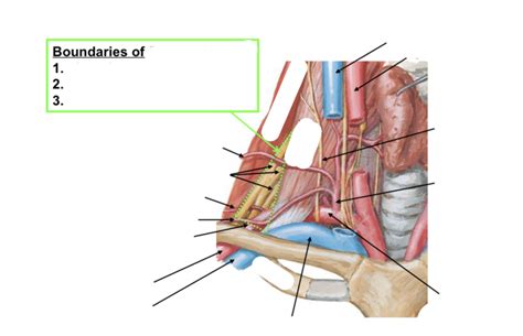 Boundaries And Contents Of The Scalene Interval And The Phernic Nerve And Boundaries And Contents Of The Scalene Interval And The Phernic Nerve And