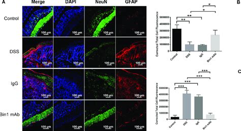Bin1 Mab Treatment Improved Neun Expressing Enteric Neurons And Gfap
