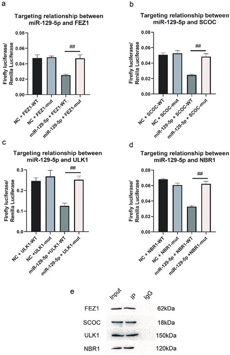 Detection Of Dual Luciferase Reporter System And Co Immunoprecipitation