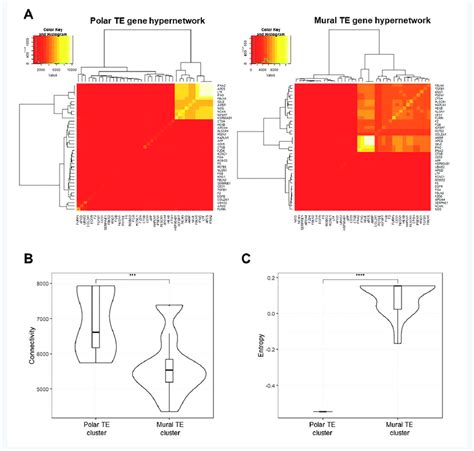 Polar And Mural Trophectoderm Te Gene Networks Are Differentially Download Scientific Diagram