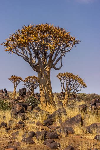 Quiver Trees Growing Among Dolerite Boulder In The Dry Grasslands Just Outside Keetmanshoop In