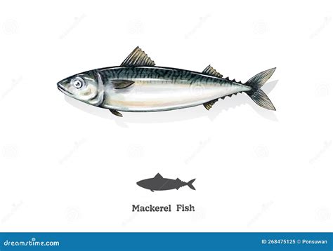 Mackerel Fish Watercolor Sketch Line Art Vector Illustration