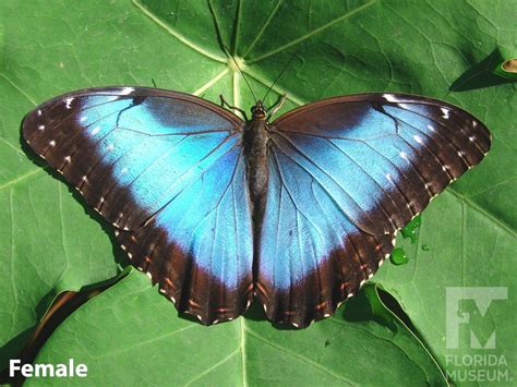 What Is The Scientific Name For The Blue Morpho Butterfly At William
