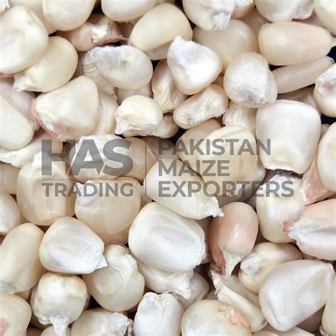 Pakistan White Maize Specification Maize Exporters Has Trading