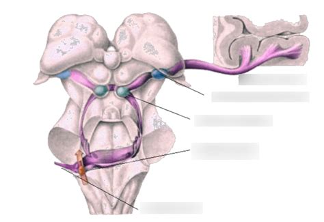 diagram of thalamic nuclei medial geniculate inputs quizlet