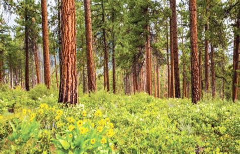 The Truth Behind Paper And Deforestation Dispelling Misconceptions And