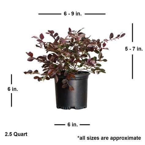 Ruby Loropetalum Available Online Plants By Mail
