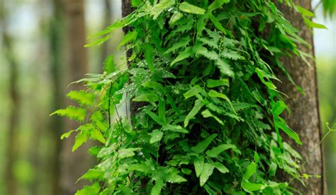 Vines Are Killing My Trees At Latasha Tiffany Blog