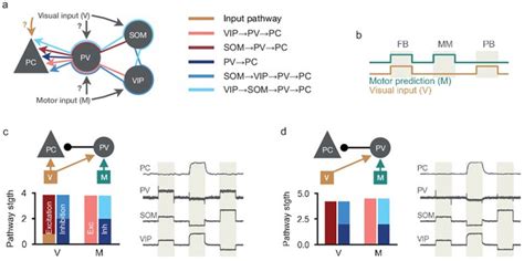 Figures And Data In Learning Prediction Error Neurons In A Canonical Interneuron Circuit Elife