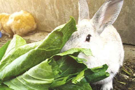 How To Introduce Vegetables To Rabbits All You Need To Know