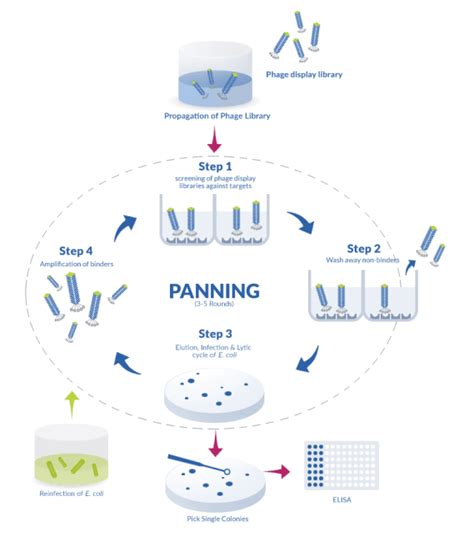 Antibody Phage Display Services From 8900€