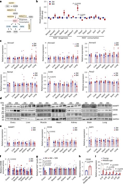 Increased Expression Of Cd38 And Decreased Nad⁺ Levels In Ovaries But Download Scientific
