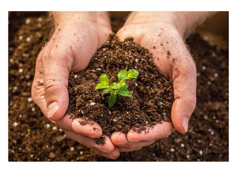 Soil PH Tester Top Options For Your Garden