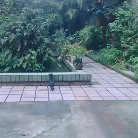 Sneak Attack Album On Imgur Sneak Attack Album On Imgur