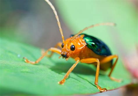 How Does A Bombardier Beetle Spray Boiling Liquid And Steam On